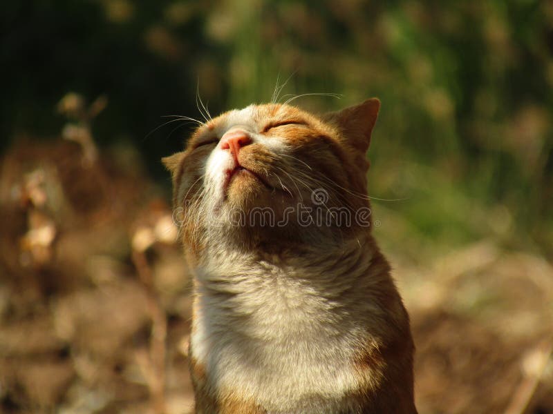 Close Up Photo Shoot of Cat. Stock Image - Image of nature, shoot ...