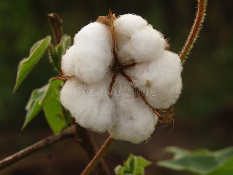 Close Up Photo Shoot of Cotton on Cotton Plants. Stock Photo - Image of ...