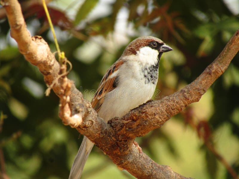Close Up Photo Shoot Sparrow Bird. Stock Image - Image of animal ...