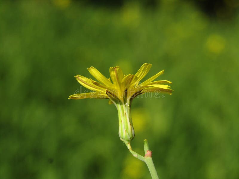 Close Up Photo Shoot of Sun Flowers. Stock Photo - Image of shoot, herb ...