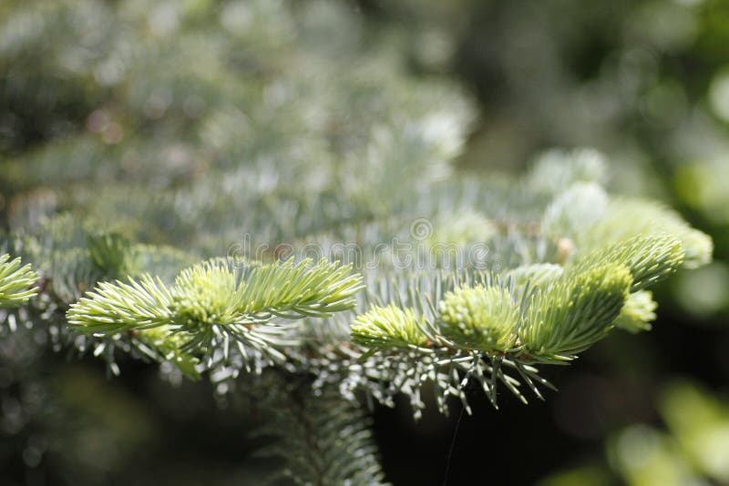 Close-up Photo Shoots from Pine Trees. Stock Photo - Image of pattern ...