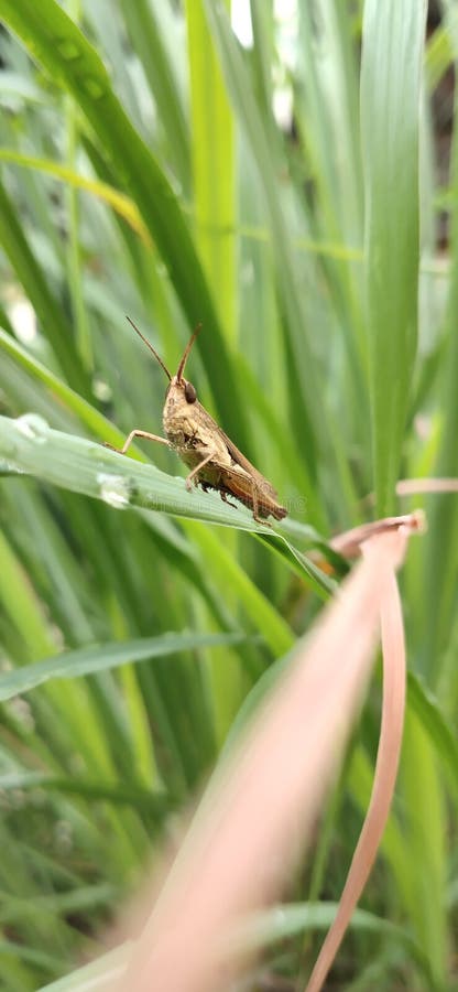 Close-up Photo of a Small Brown Grasshopper on a Leaf Stock Photo ...
