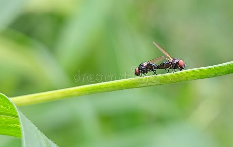 Close-up Photo of Small Flies Mating on Grass Leaves Stock Image ...