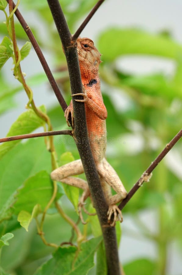 Close-up Photo of a Small Red Lizard Perched Atop a Tree Branch Stock ...