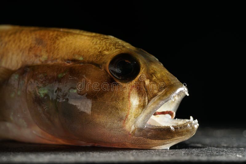 A Close-up Photo of a Small Sea Fish Stock Photo - Image of fish, small ...