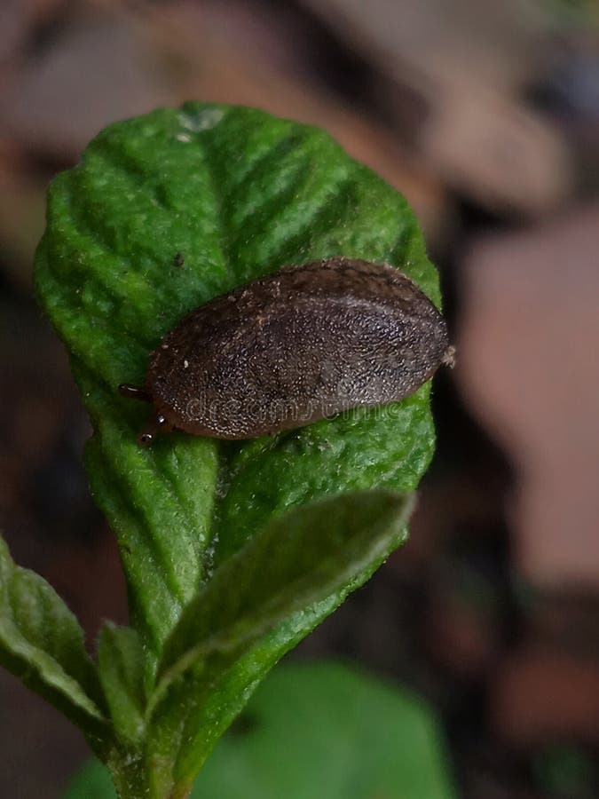 2,649 Leaf Eater Blockmate Stock Photos - Free & Royalty-Free Stock ...