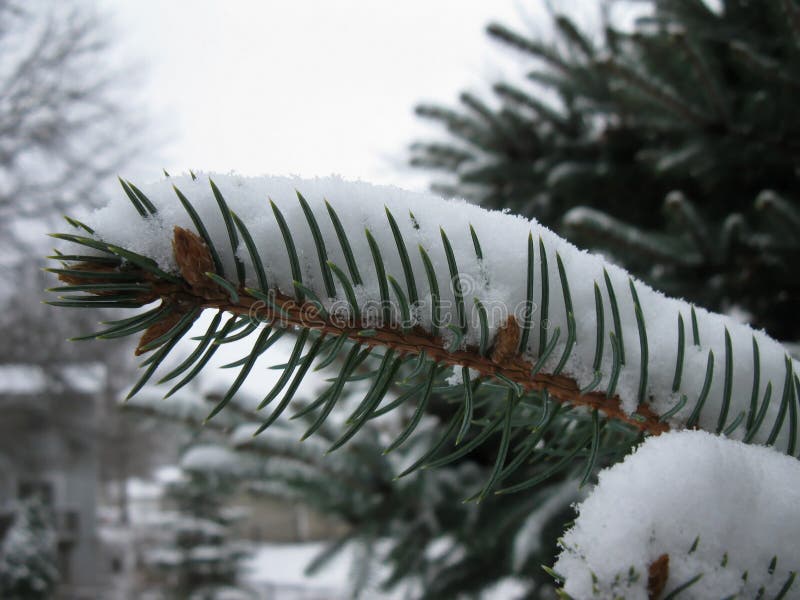 Snow Covered Evergreen Branch on Overcast Day Stock Photo - Image of ... Snow Covered Evergreen Branch on Overcast Day Stock Photo - Image of ...