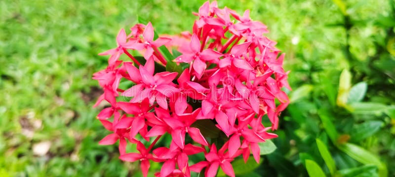 Close Up Photo of Soka Flower. Stock Photo - Image of produce, tree ...