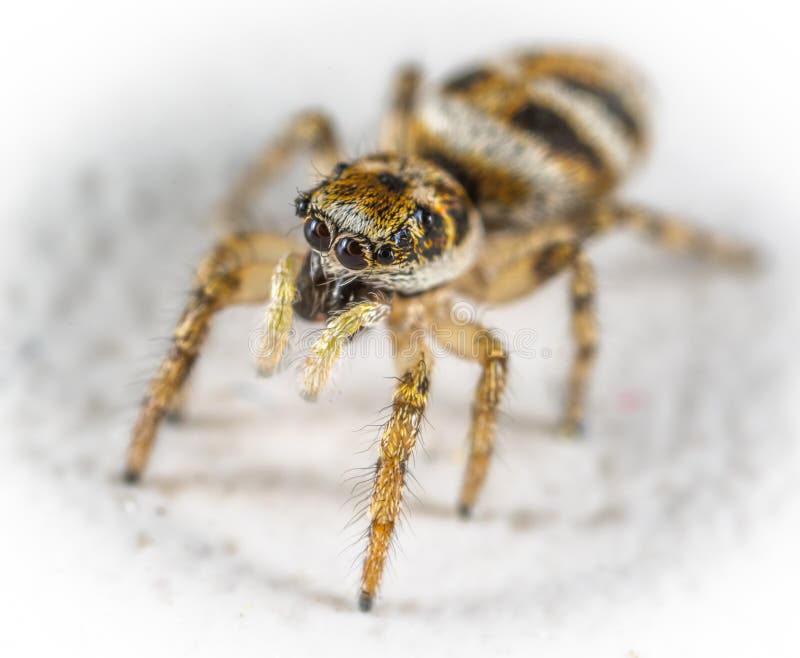 Close-Up Photo Spider stock image. Image of pest, little - 117200825
