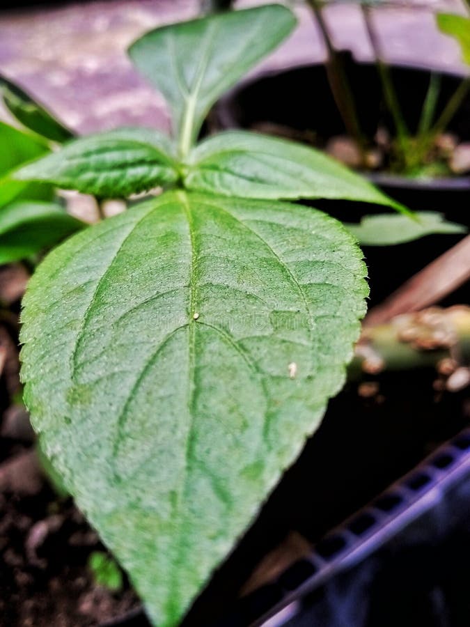 Close Up Photo of Spinach Plants Grown in Pots Stock Image - Image of ...