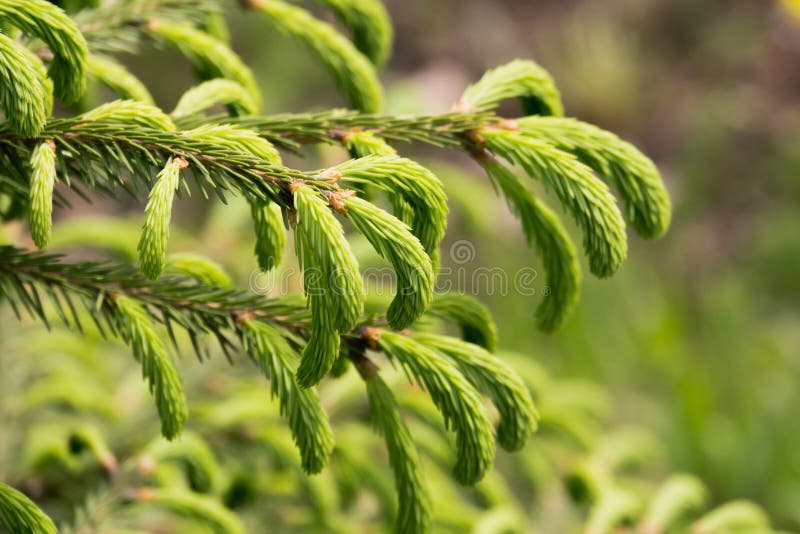 Spring Spruce Tree Branches Stock Image - Image of environment ...