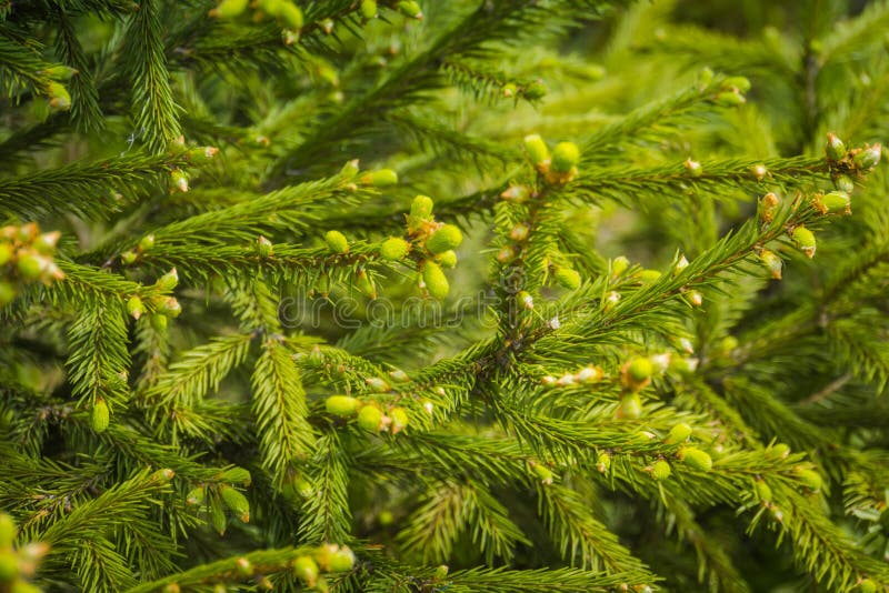 Spring Spruce Tree Branches Stock Photo - Image of evergreen ...
