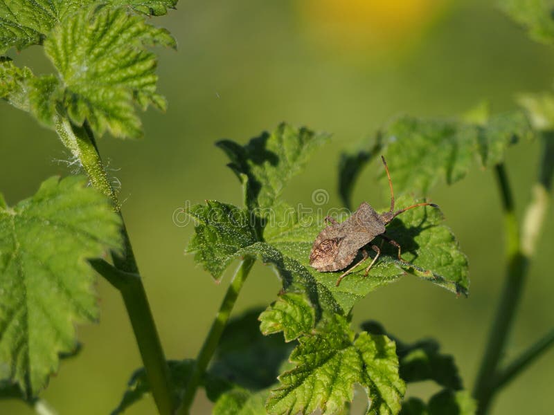 Stink bug stock photo. Image of plant, fauna, beautiful - 247911838