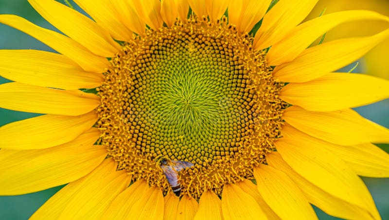 Close Up Photo of Sunflower Fully Bloomed and Honey Bee Getting Nectar ...