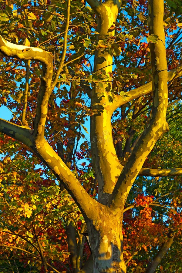 Close Up Photo of Sycamore Tree Trunk. Stock Image - Image of shape ...