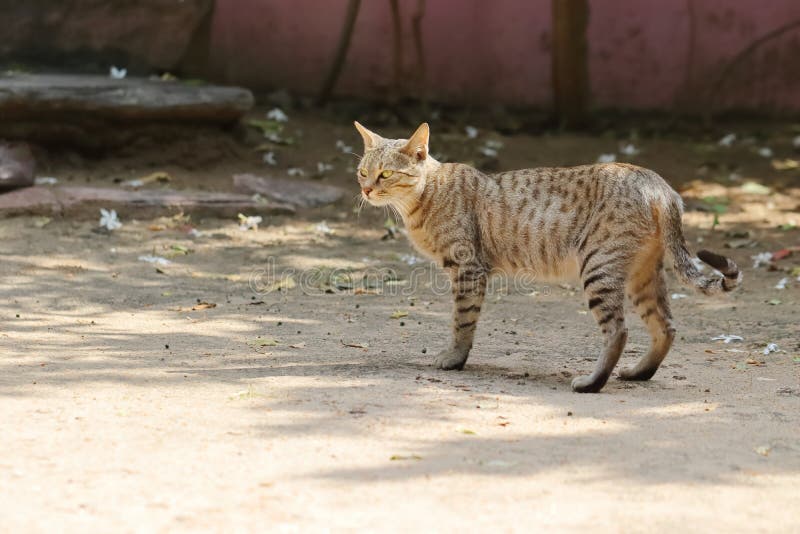 Photo of a Tabby Grey Cat Standing on the Ground Stock Image - Image of ...