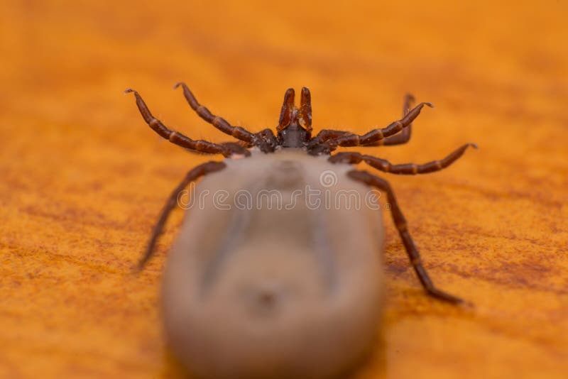 Close-up Photo of a Tick on Wood Surface Stock Image - Image of dogs ...