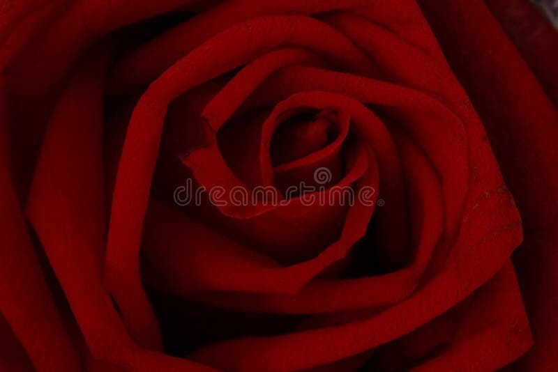 Close Up Photo of the Red Rose in the Middle Stock Image - Image of ...