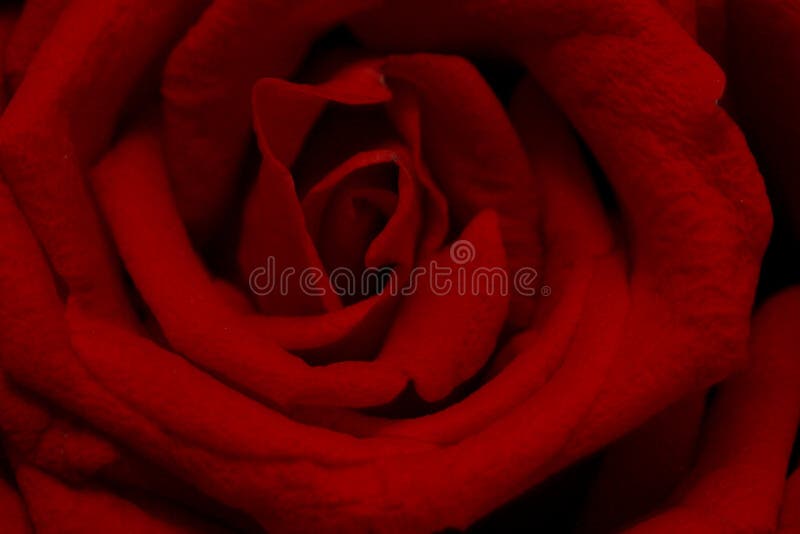 Close Up Photo of the Red Rose in the Middle Stock Image - Image of ...