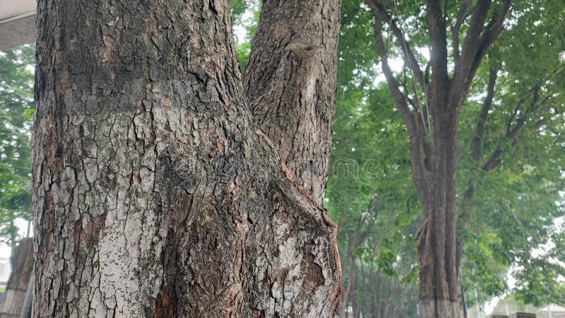 Close-up Photo of Tree Bark on the Side of the Highway Stock Image ...