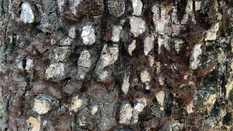 Close Up Photo of Tree Bark Texture Stock Photo - Image of flooring ...