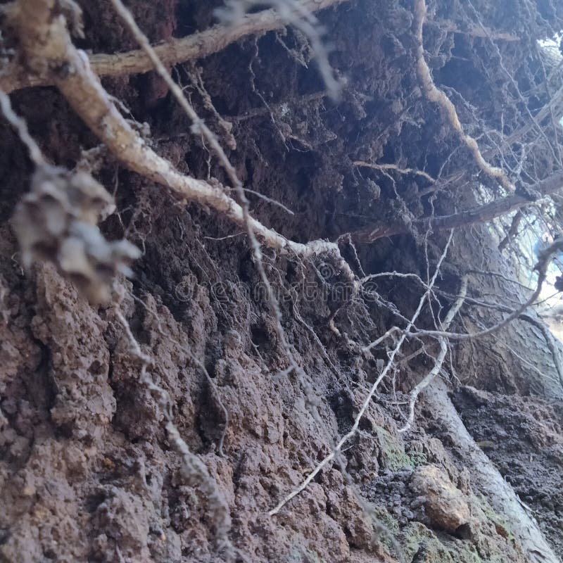 Cecep Kusnandar (Kukkipi) - Photographer profile