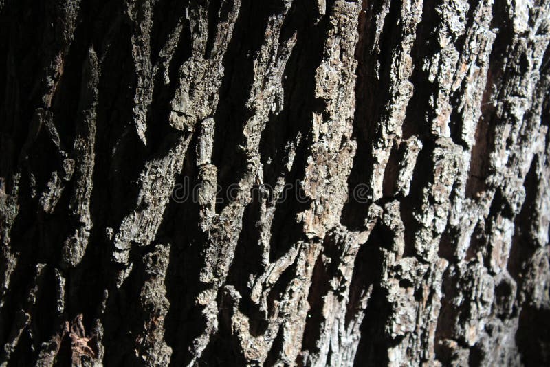 Close-up Photo about Cortex Stock Photo - Image of woodland, forest ...