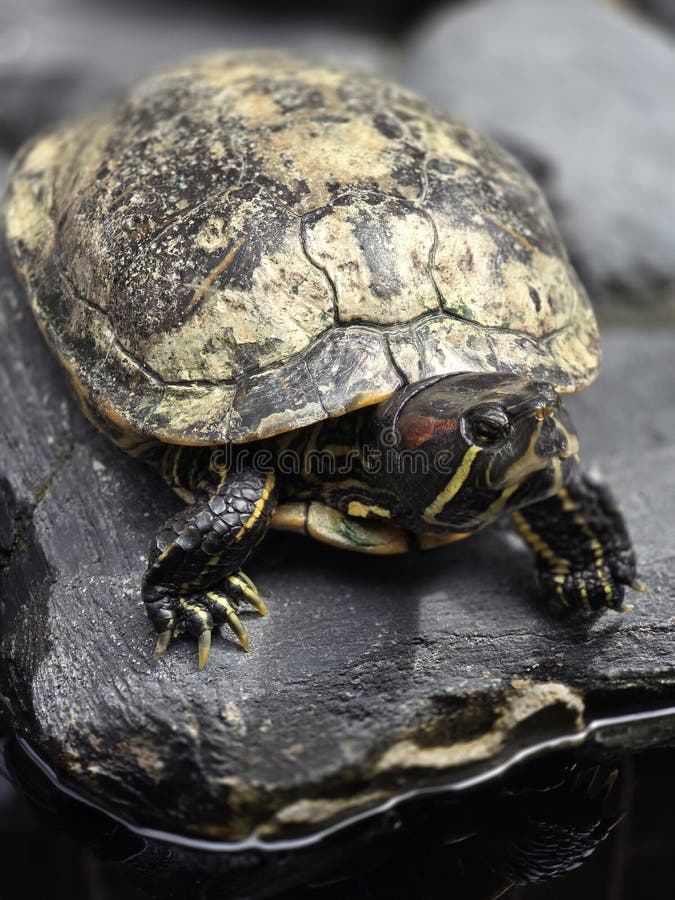 Close Up Photo of Turtle in a Pond Stock Photo - Image of pomd, pond ...