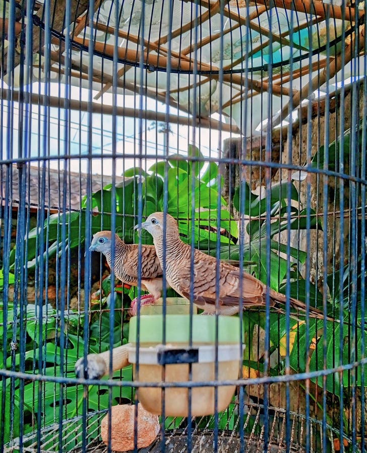 Close-up Photo of Two Birds in a Cage Stock Photo - Image of park, yard ...