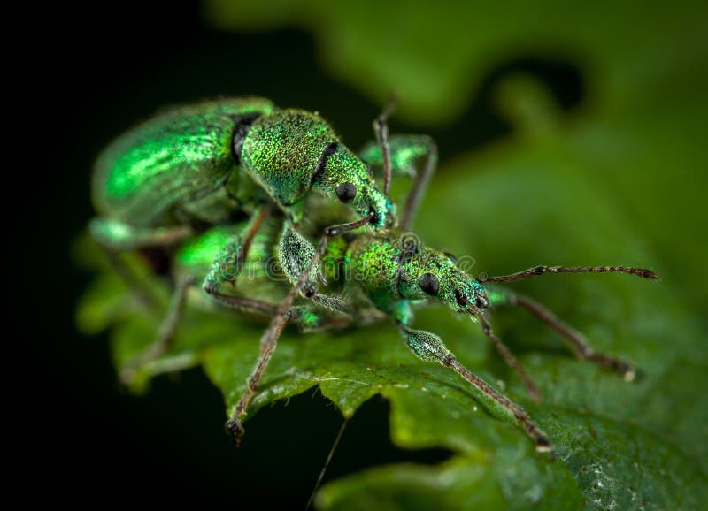 Close Up Photo Of Two Jewel Weevils On Green Leaf Picture. Image: 109920883