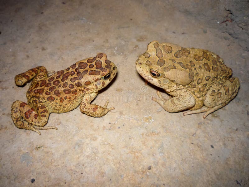 Female and Male Toad Making Love Stock Photo - Image of wildlife ...