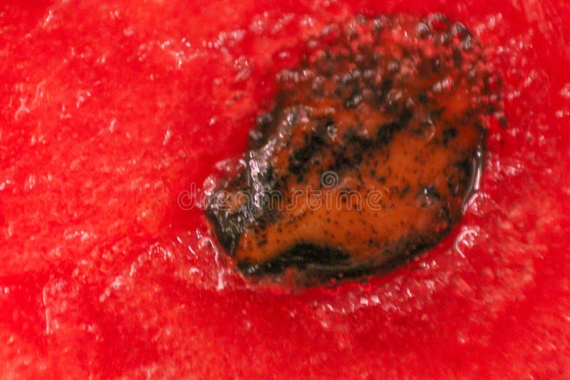 Watermelon stone stock image. Image of nature, family - 199300063