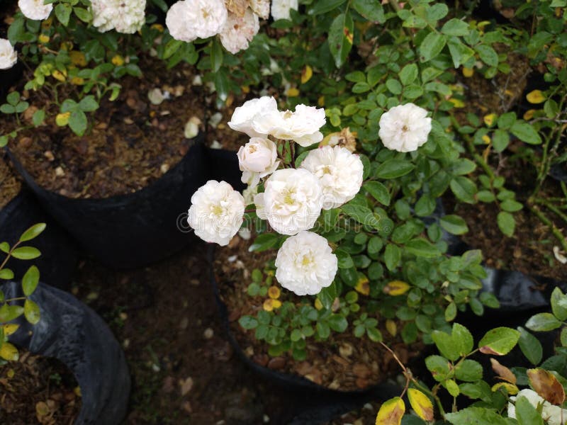 Close-up Photo of White Flower, Great for Backgrounds Stock Image ...