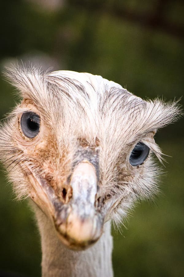 Close-up Photo of a White Rhea Bird Stock Image - Image of portrait ...