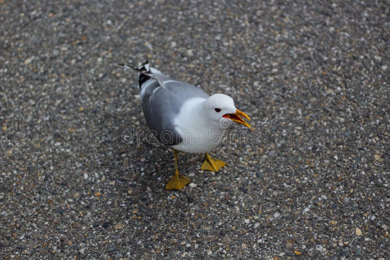 Seagull Running on the Shore Close Up View of White Birds Seagulls ...
