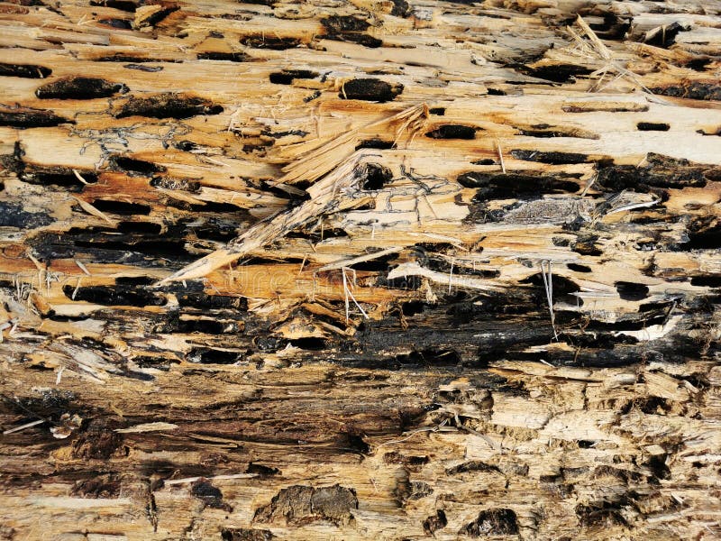 Close Up Photo of Wooden Log Surface. for Background Purpose Stock ...