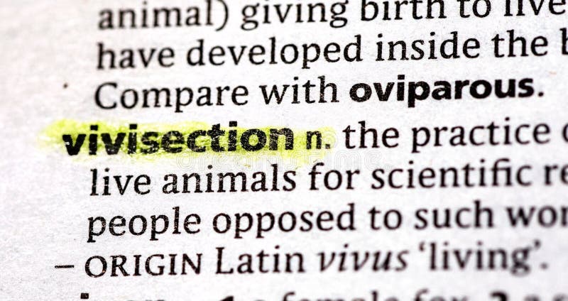 Vivsection stock photo. Image of animal, science, test - 292243824