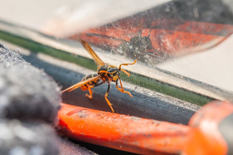 Close Up Photo of Yellow Wasp,Insect Stock Photo - Image of beautiful ...