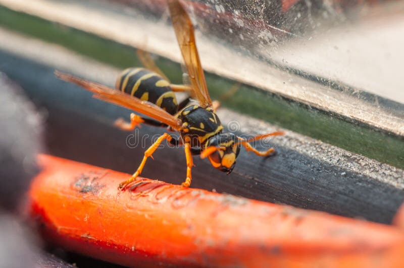 Close Up Photo of Yellow Wasp,Insect Stock Image - Image of protein ...