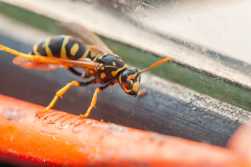 Close Up Photo of Yellow Wasp,Insect Stock Photo - Image of wildlife ...