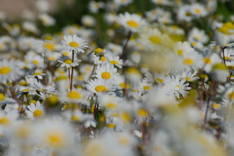 Chamomile Field on a Sunny Day. Stock Image - Image of design, green ...