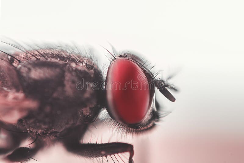 Close-up Photograph Of House Fly Picture. Image: 109910948