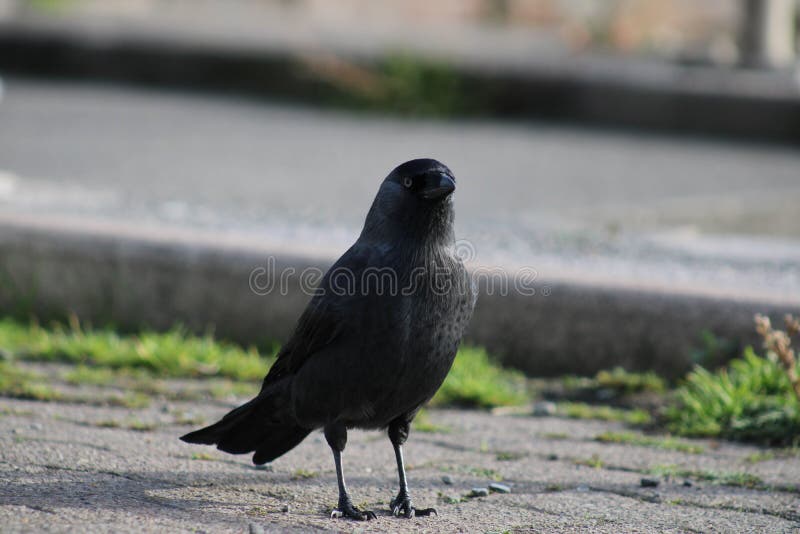 Close Up Photograph of a Jackdaw on the Welsh Coast Stock Image - Image ...