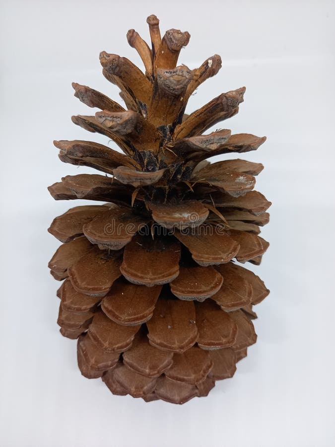 A Close Up Photograph of a Large Scots Pine Cone with a White ...