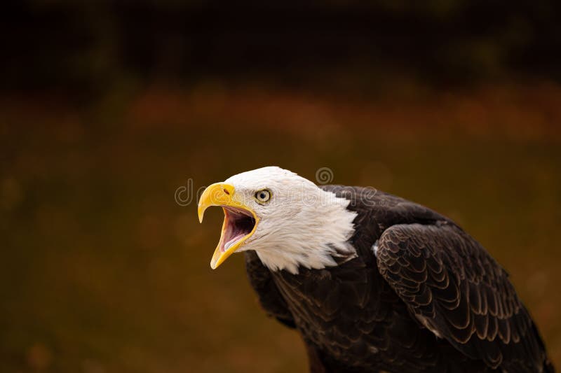 Close-up Photograph of a Majestic Bald Eagle, with Its Beak Open Stock Image - Image of wings ...