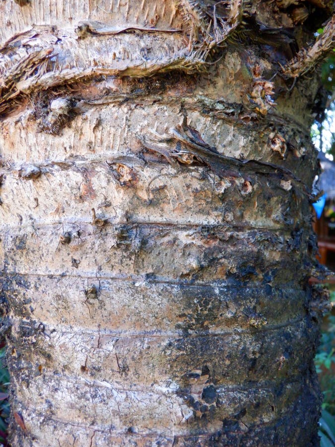 An old tree trunk stock image. Image of background, close - 167848387
