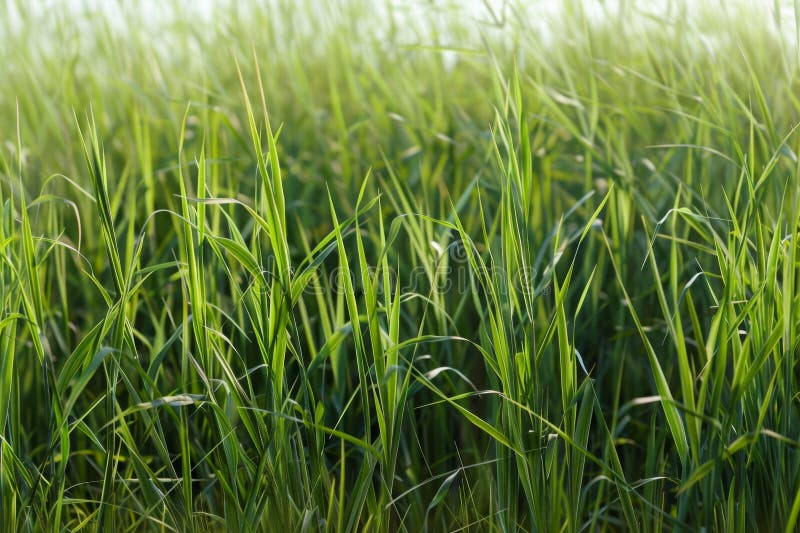 A Close-up Photograph Showcasing a Field of Tall Green Grass with ...