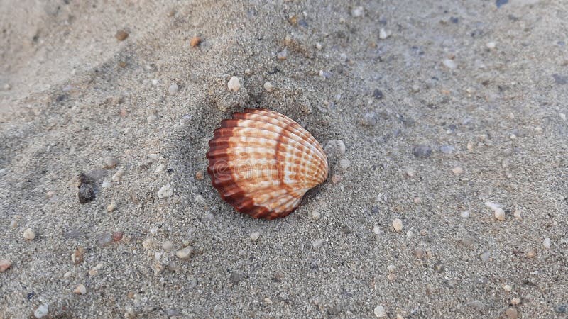 Single Seashell Partially Buried Sandy Beach Stock Photos - Free ...