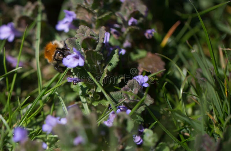 Bumble bee at work stock image. Image of nature, nectar - 179133271