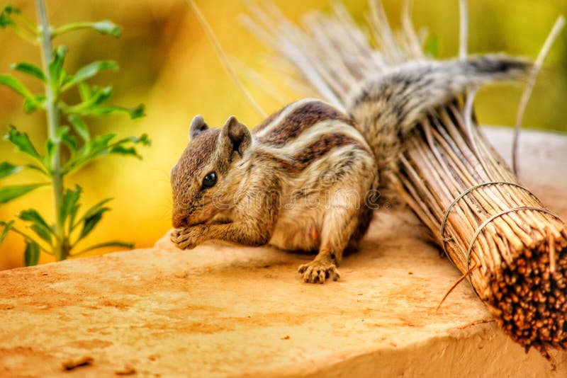 Close-Up Photography Of Chipmunk Picture. Image: 115110891